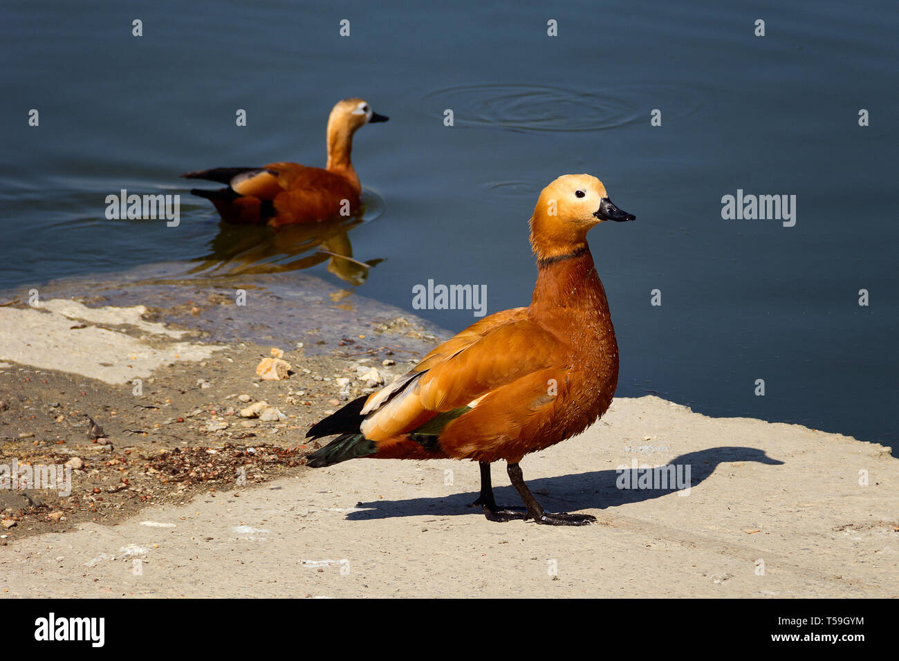 Gros canard Banque de photographies et d’images à haute résolution - Alamy