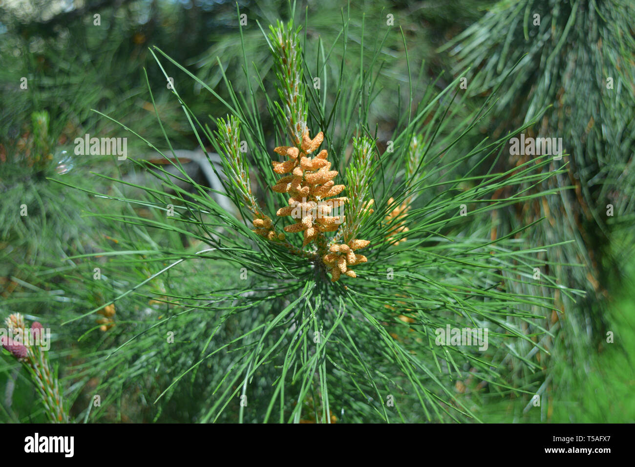 Fleur de pin Banque de photographies et d’images à haute résolution - Alamy