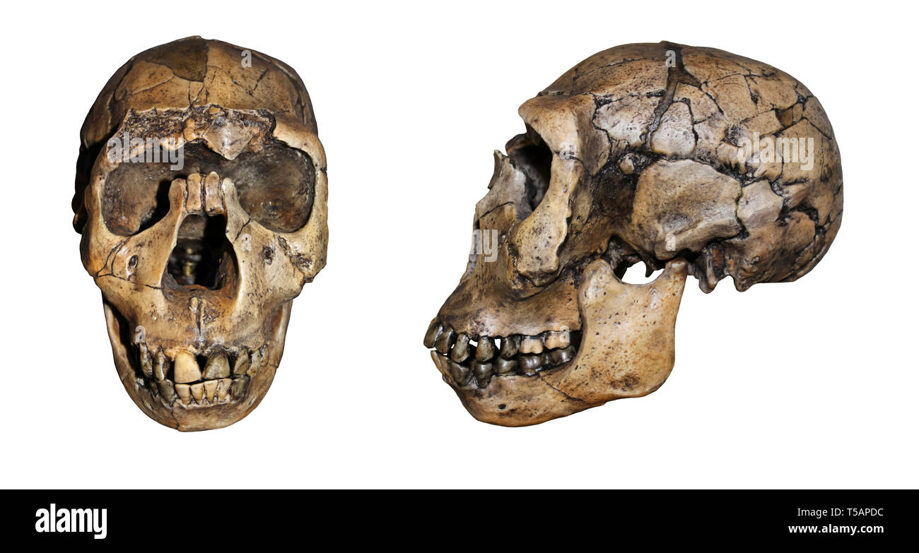 Homo erectus cranium Banque de photographies et d’images à haute ...