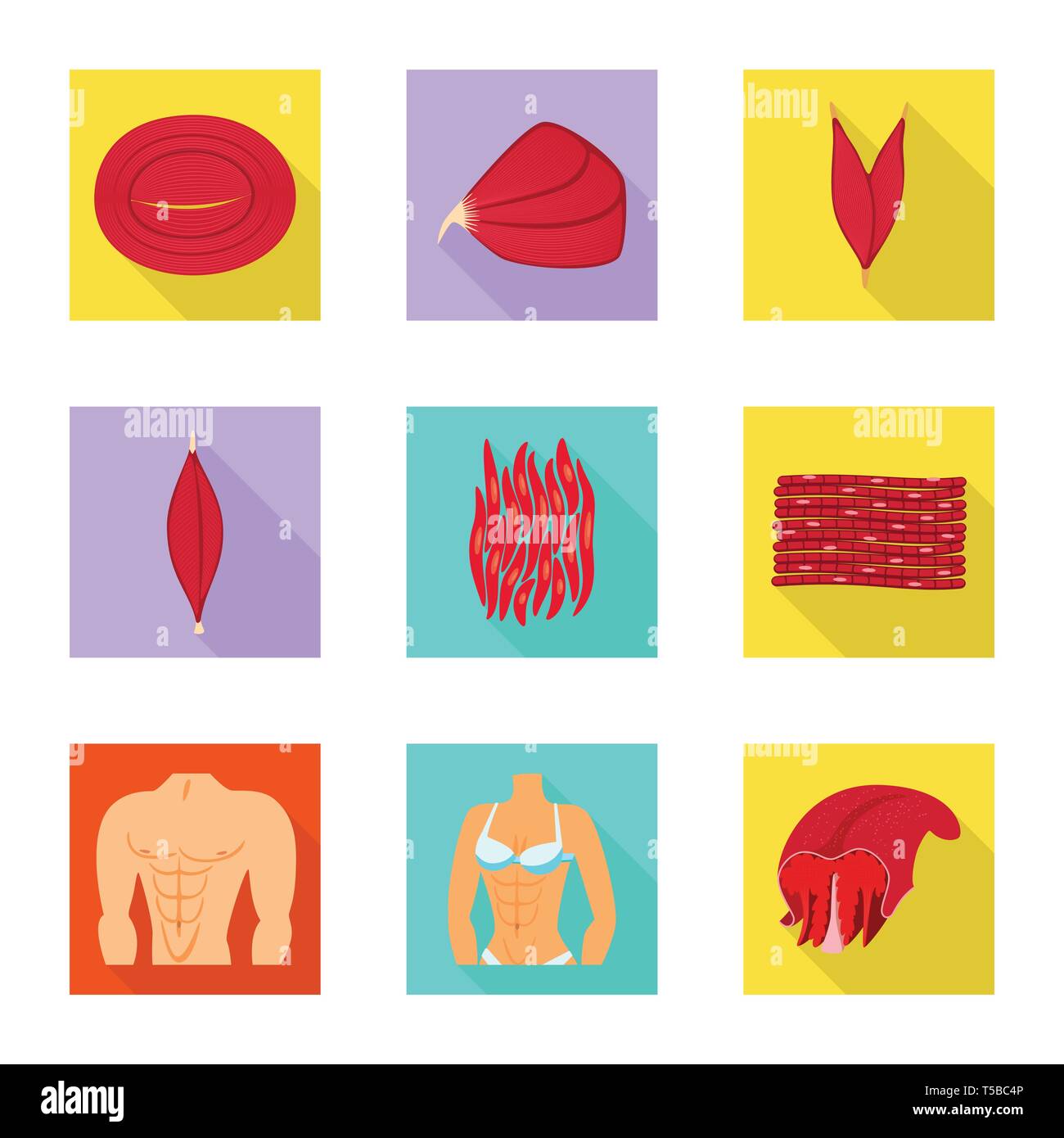 Vector Illustration De Cellules Musculaires Et Symbole Ensemble De Lanatomie Musculaire Et D
