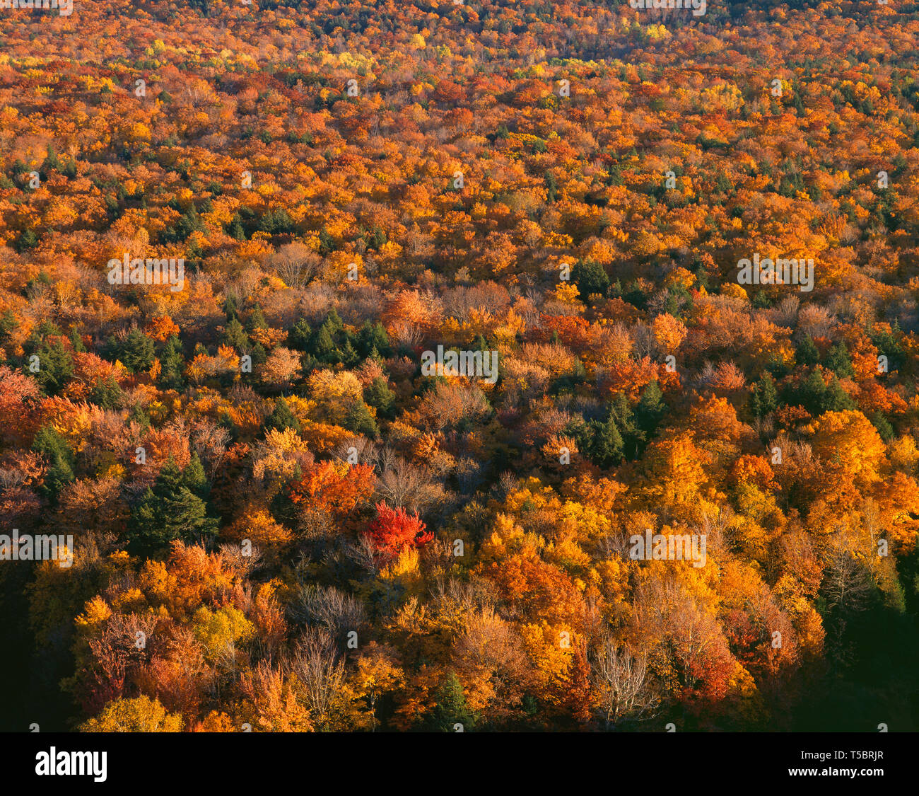Forêt de feuillus nordique Banque de photographies et d’images à haute ...