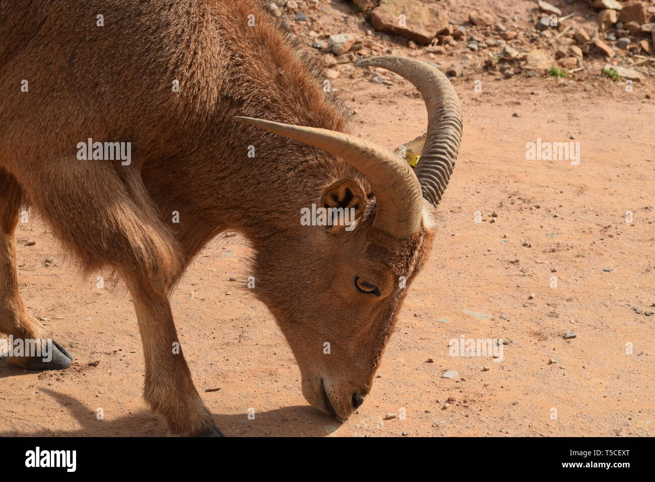 Grand Bouc sur un chemin de terre avec de superbes yeux Tan Photo Stock ...