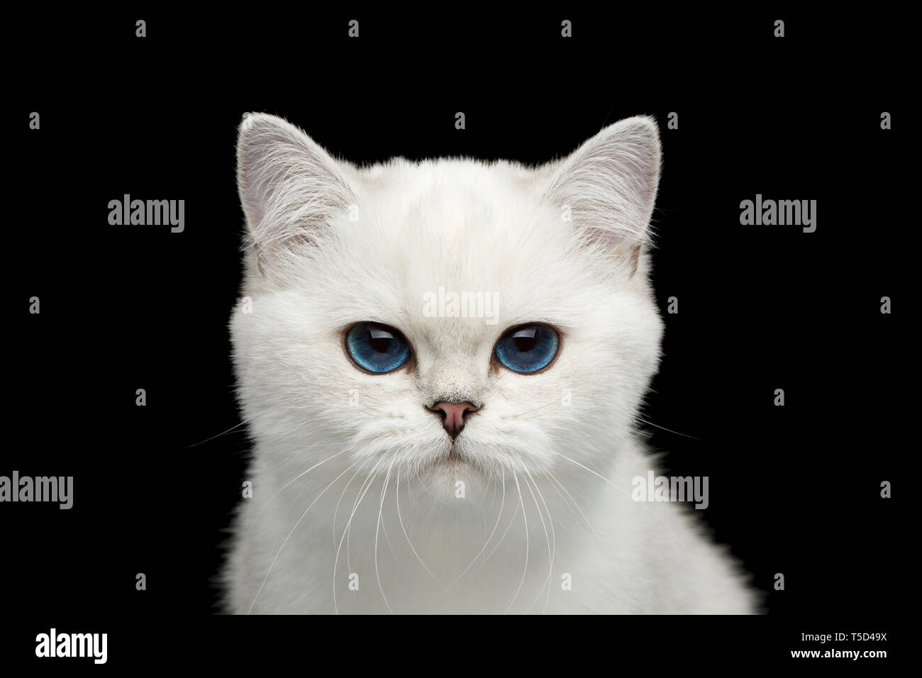 Chat Blanc En Colère Banque d'image et photos - Alamy