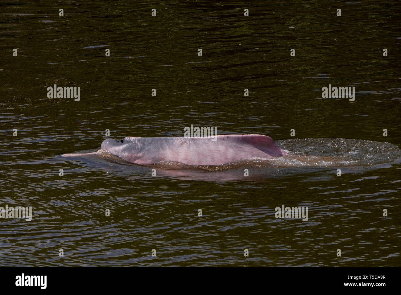 Que es el delfin rosado de peru Banque de photographies et d’images à ...