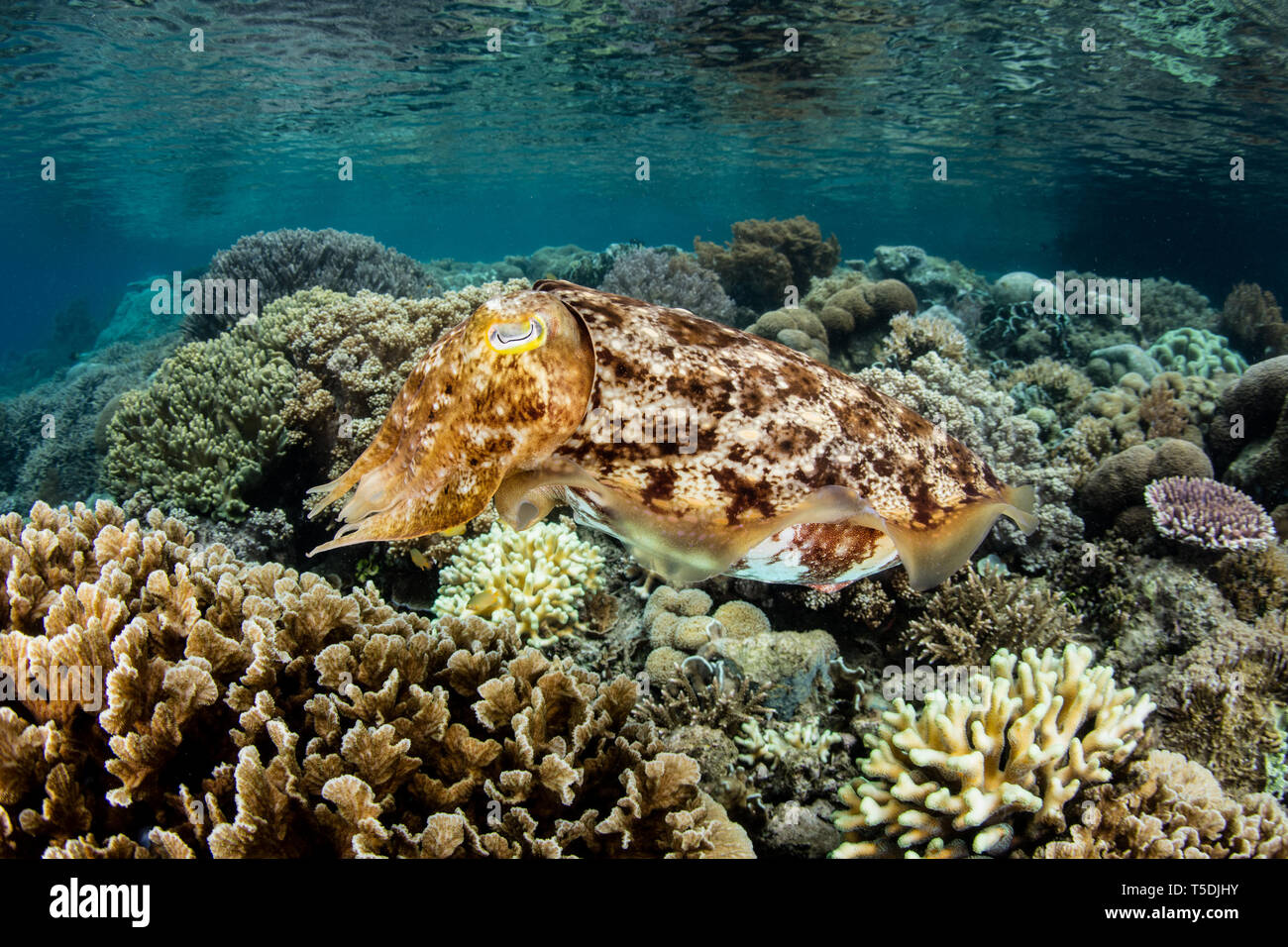 Un Broadclub la seiche, Sepia latimanus, pond ses oeufs dans une ...