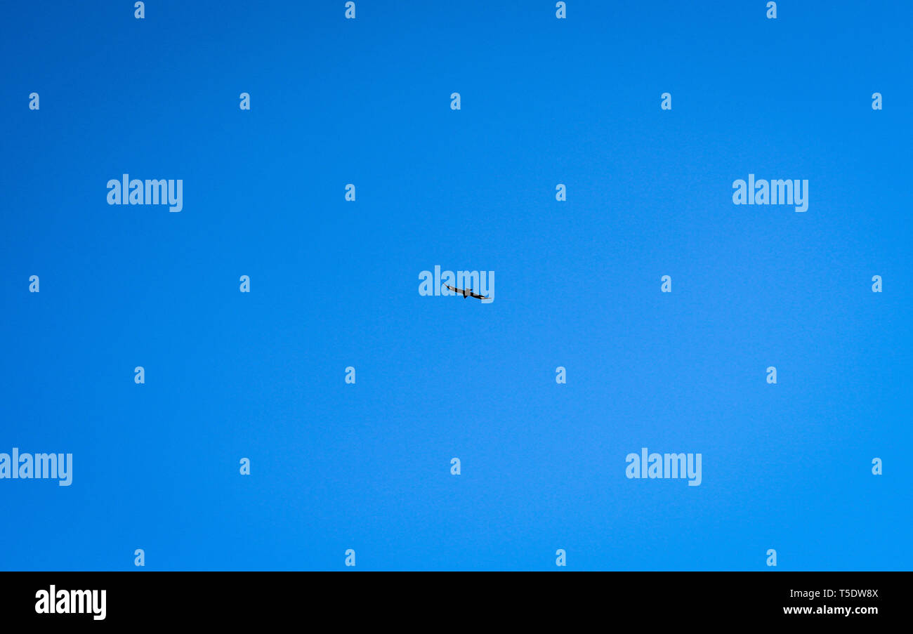 Aigle volant dans le ciel bleu Banque de photographies et d’images à ...