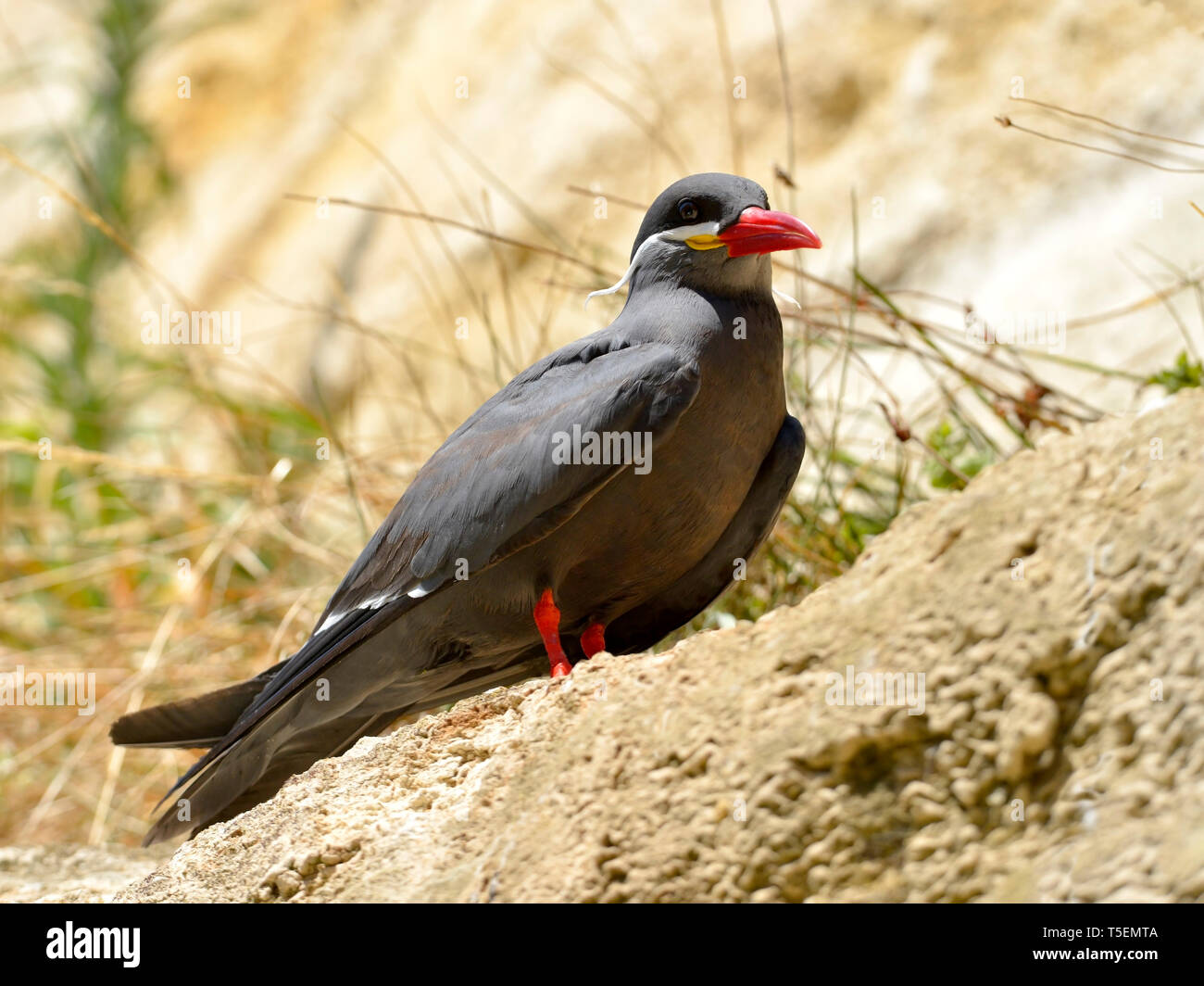 Inca sterne larosterna inca Banque de photographies et d’images à haute ...