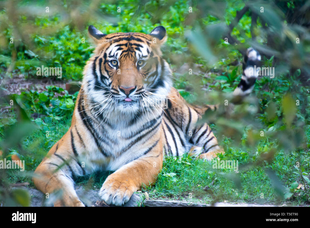 Tigre Du Bengale Indien Banque d'image et photos - Alamy