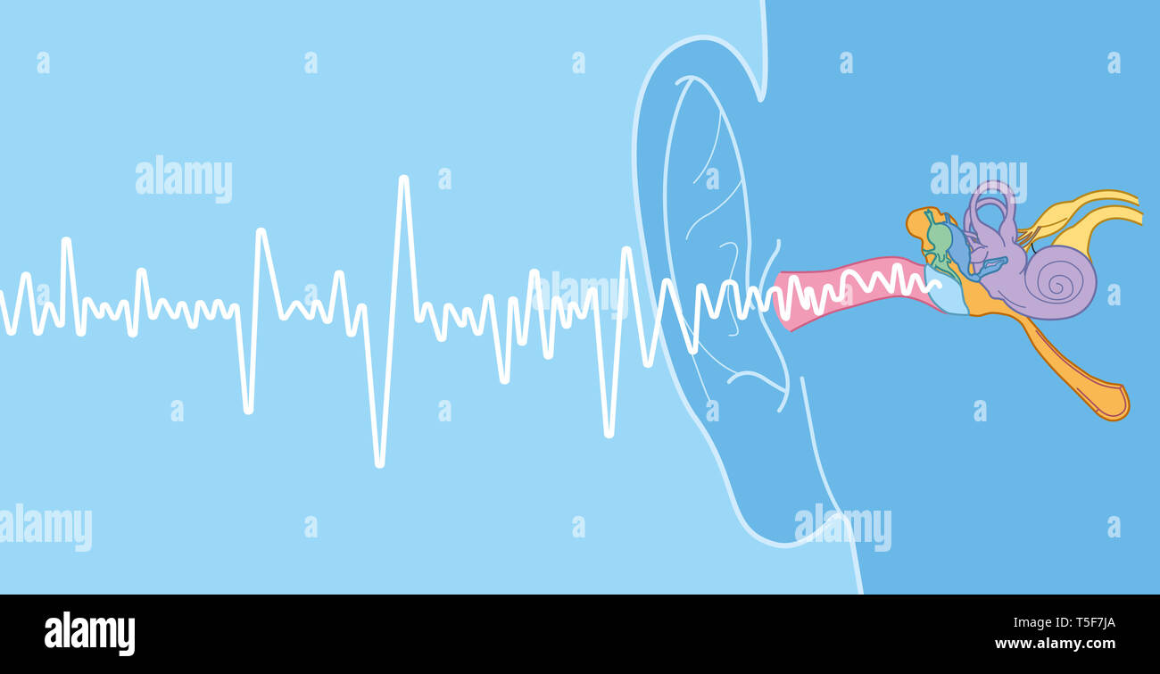 Anatomie de l'oreille humaine avec des légendes, médicalement exacts 3D ...