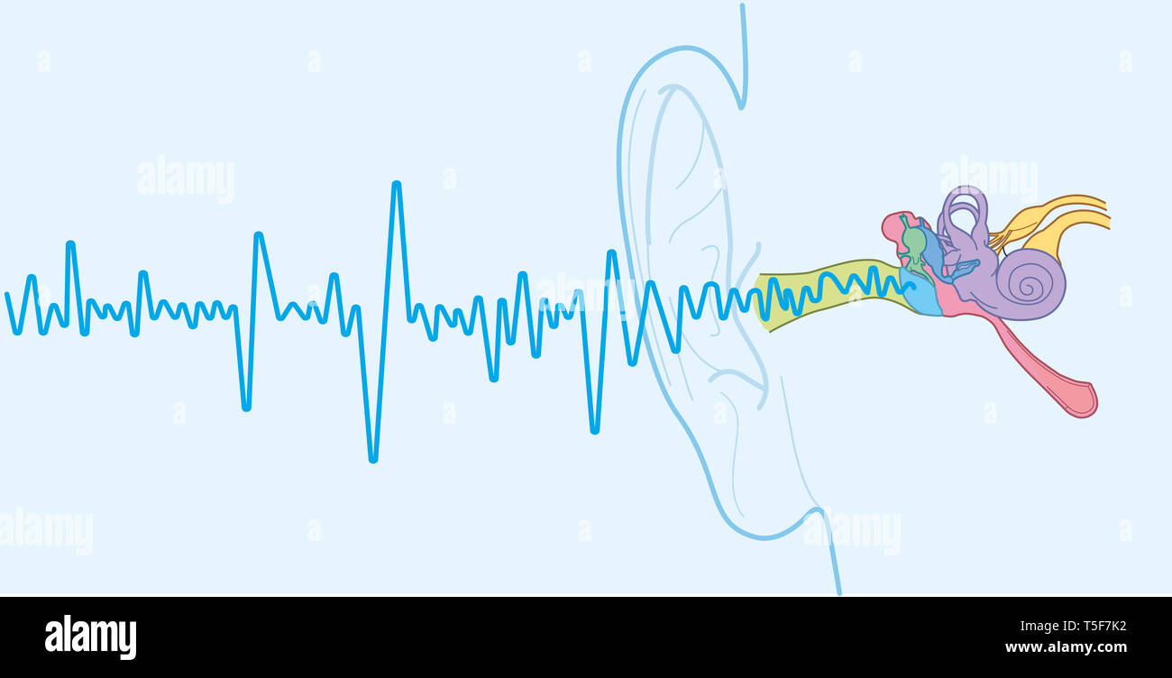 Anatomie de l'oreille humaine, médicalement exacts 3D illustration avec ...