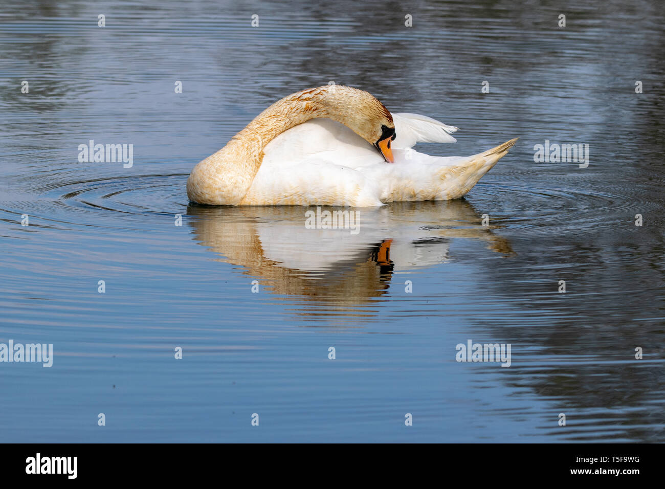 Des profils cygne muet (Cygnus olor) avec plumes décolorées et de perturber les sédiments du lac ...