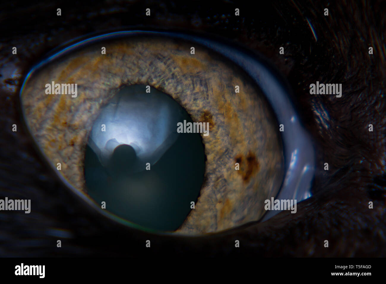 Le mélanome de l'iris en chat adulte, la pigmentation de l'iris Photo ...