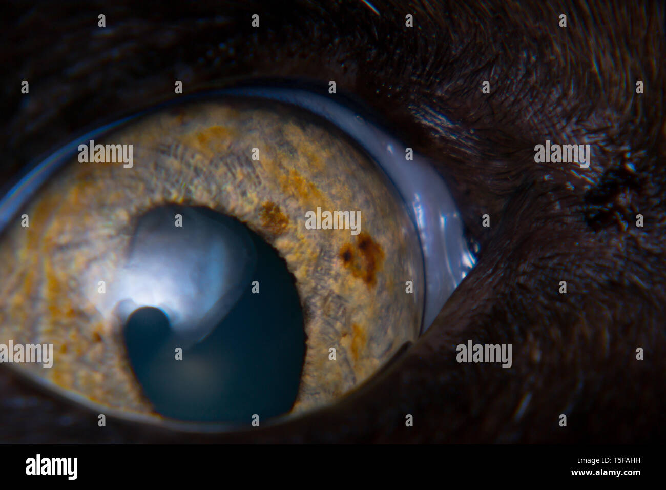 Mélanome oculaire Banque de photographies et d’images à haute résolution - Alamy