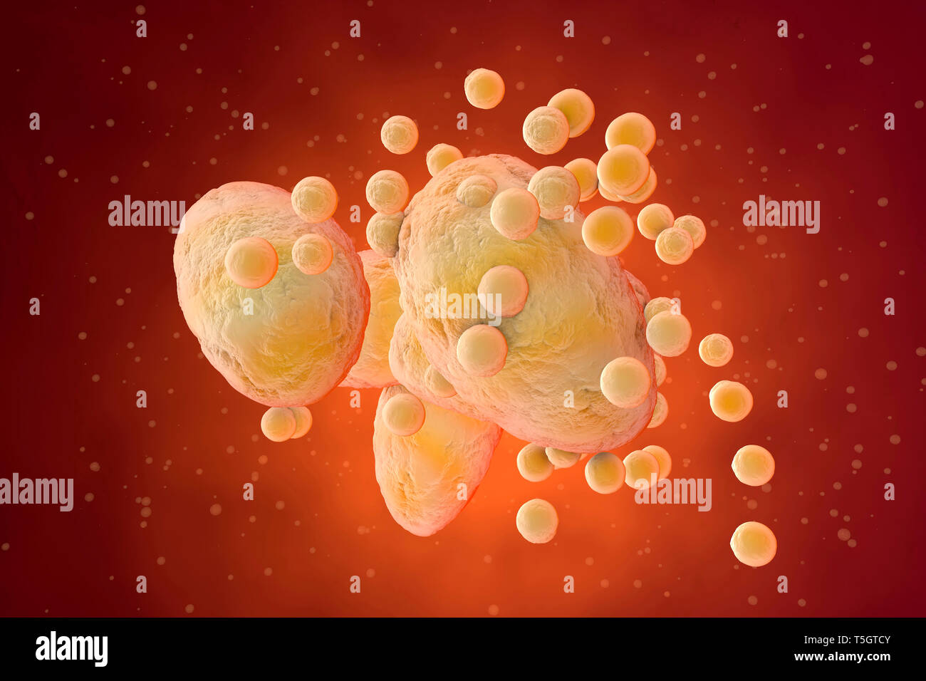 Visualisation cellules adipeuses obstruant le corps humain Banque de ...
