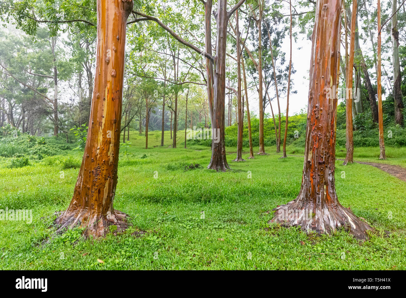 Rainbow eucalyptus eucalyptus deglupta Banque de photographies et d ...