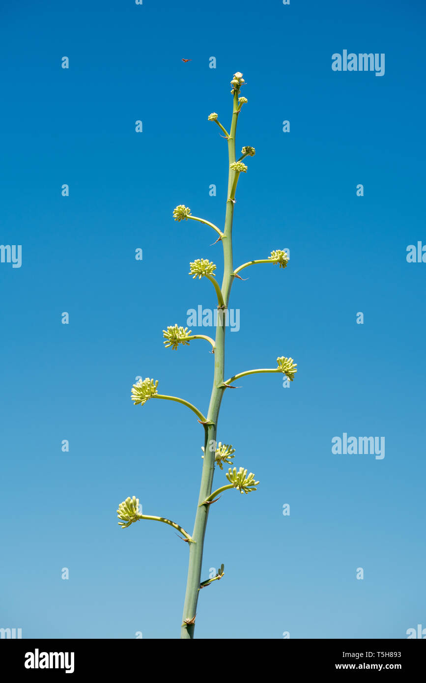 Agave en fleur Banque de photographies et d’images à haute résolution ...