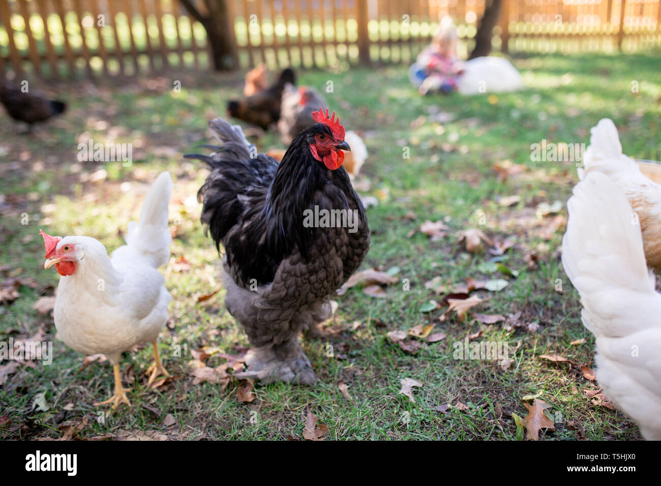 Coq animal Banque de photographies et d’images à haute résolution - Alamy