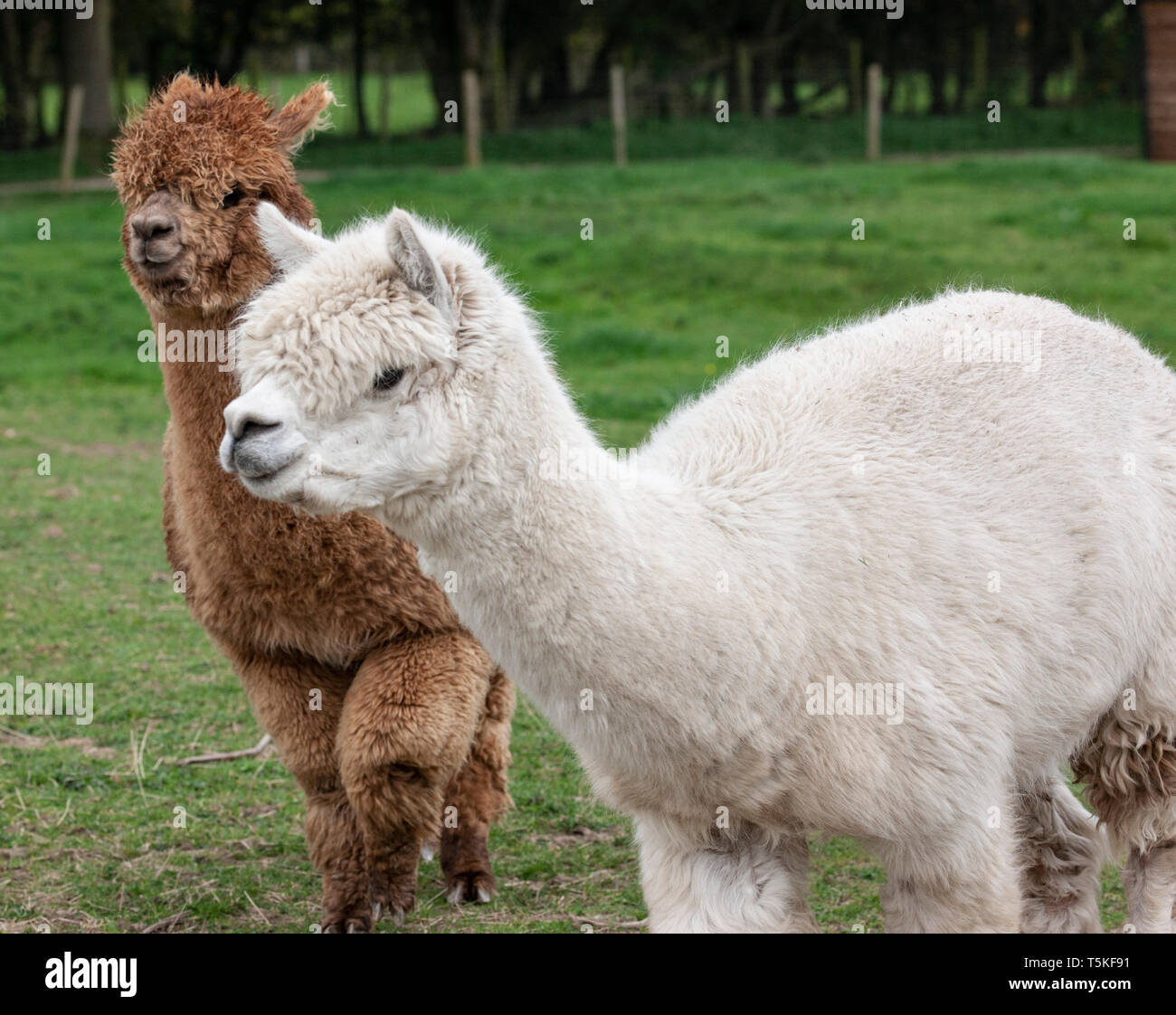 Cute alpaca Banque de photographies et d’images à haute résolution - Alamy
