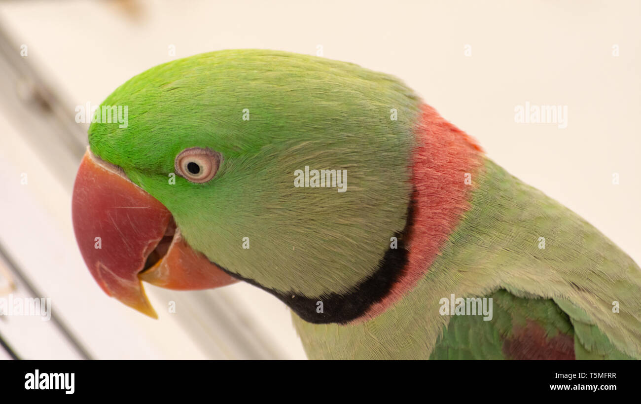 Perruche Rose Baguée Banque d'image et photos - Alamy