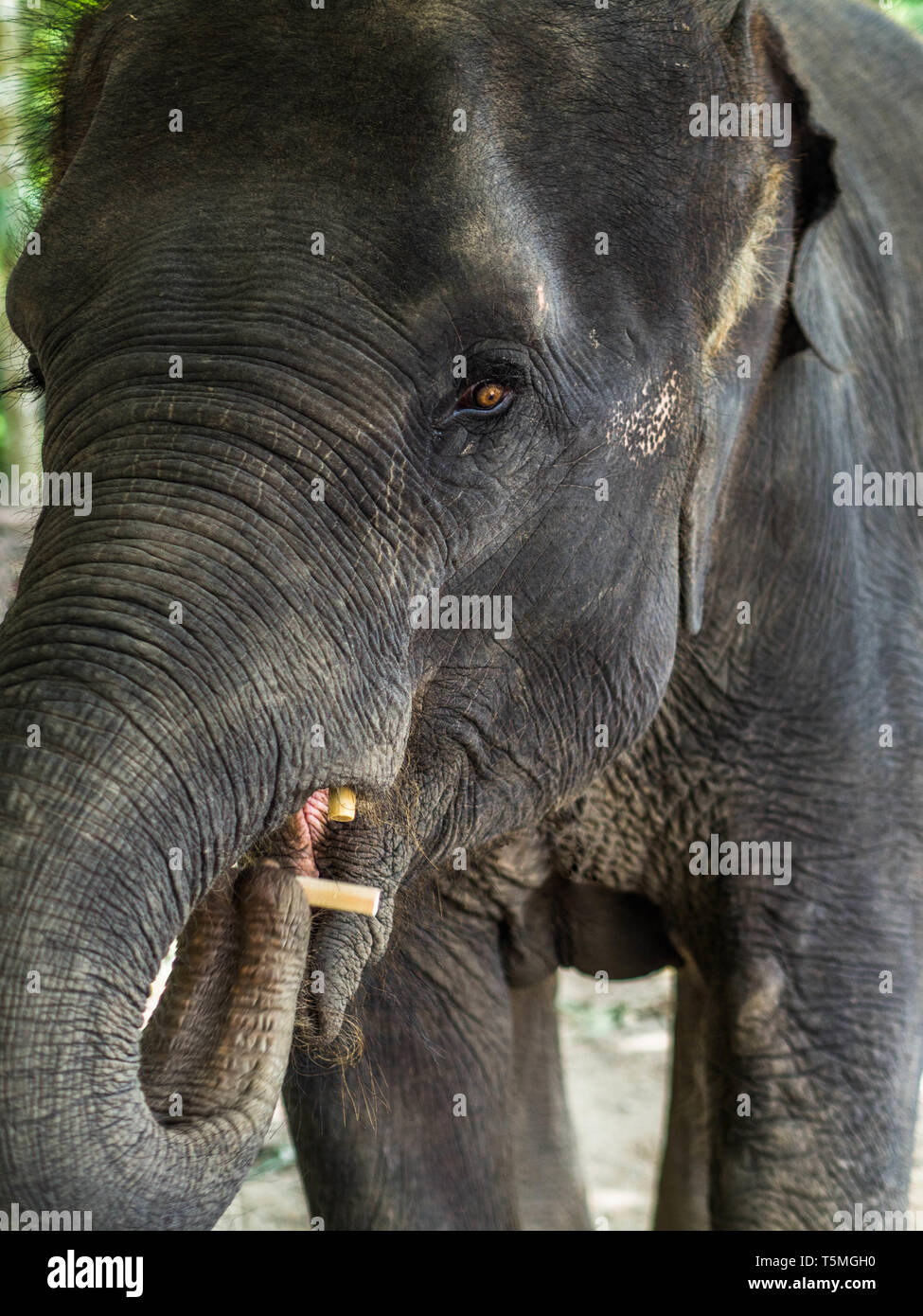 Le tronc dans la bouche Banque de photographies et d’images à haute ...