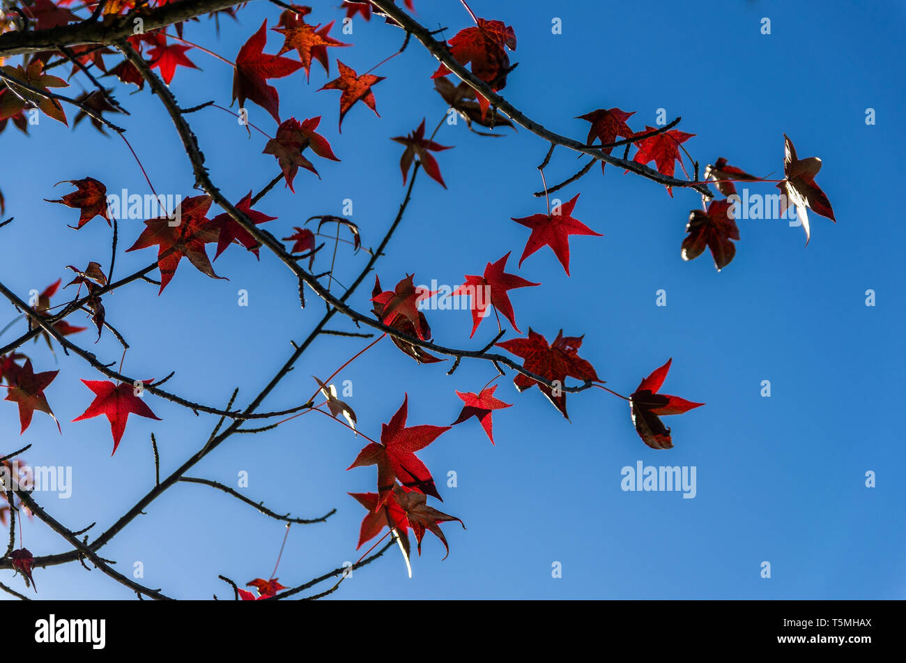 Grand concept de l'automne, les beaux arbres du genre Platanus feuilles ...