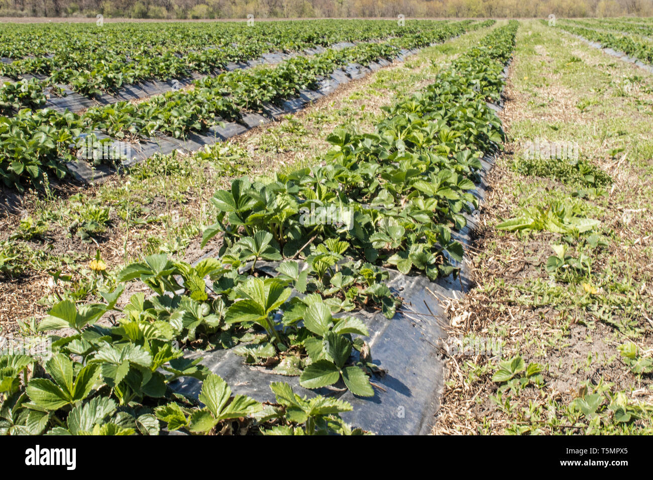 Les fraises poussent sur le terrain dans les lignes. Champ de Fraises ...