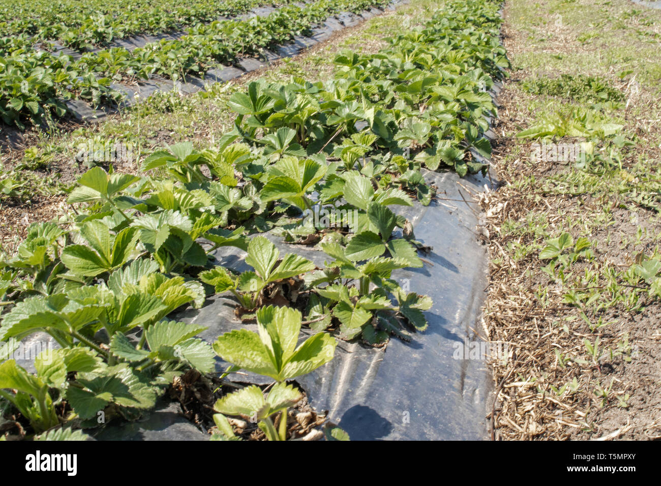 Les fraises poussent sur le terrain dans les lignes. Champ de Fraises ...