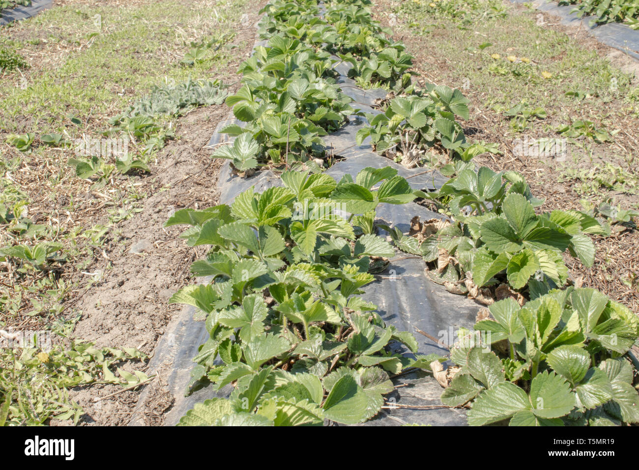 Les fraises poussent sur le terrain dans les lignes. Champ de Fraises ...