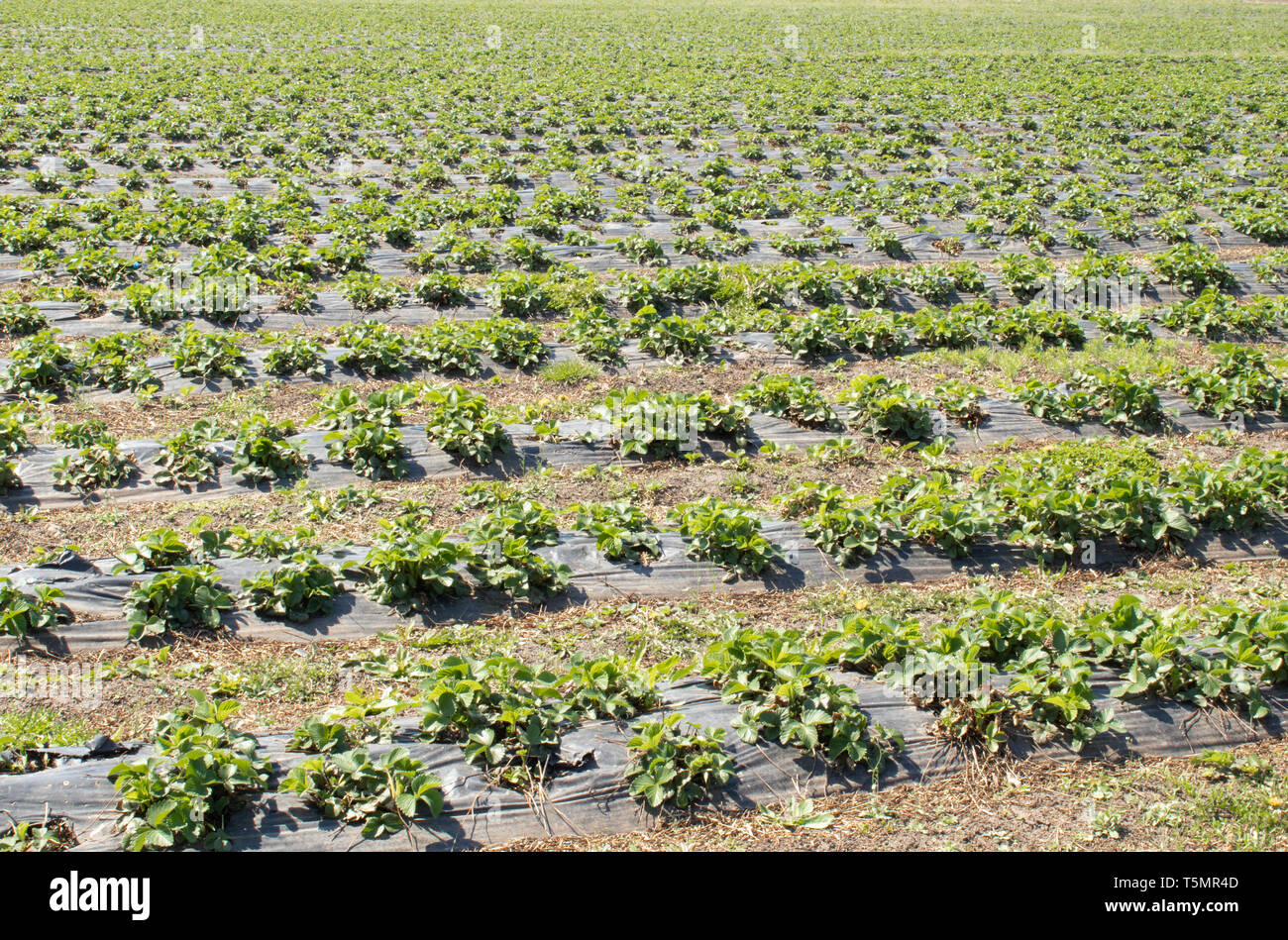 Les fraises poussent sur le terrain dans les lignes. Champ de Fraises ...
