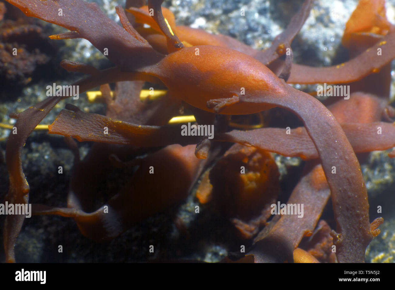 Ultra marco algues Banque de photographies et d’images à haute ...