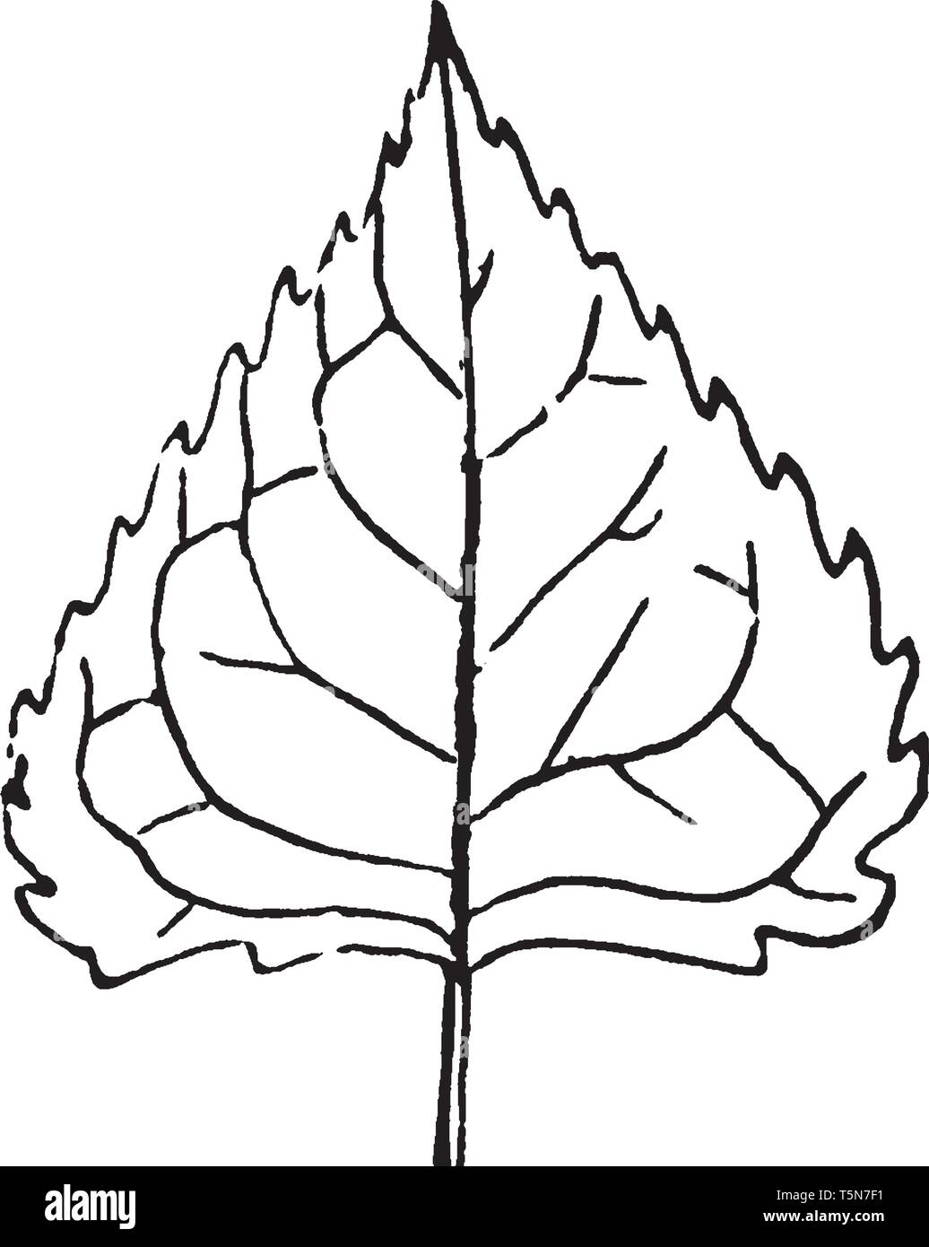 Forme de feuille triangulaire Banque de photographies et d’images à ...