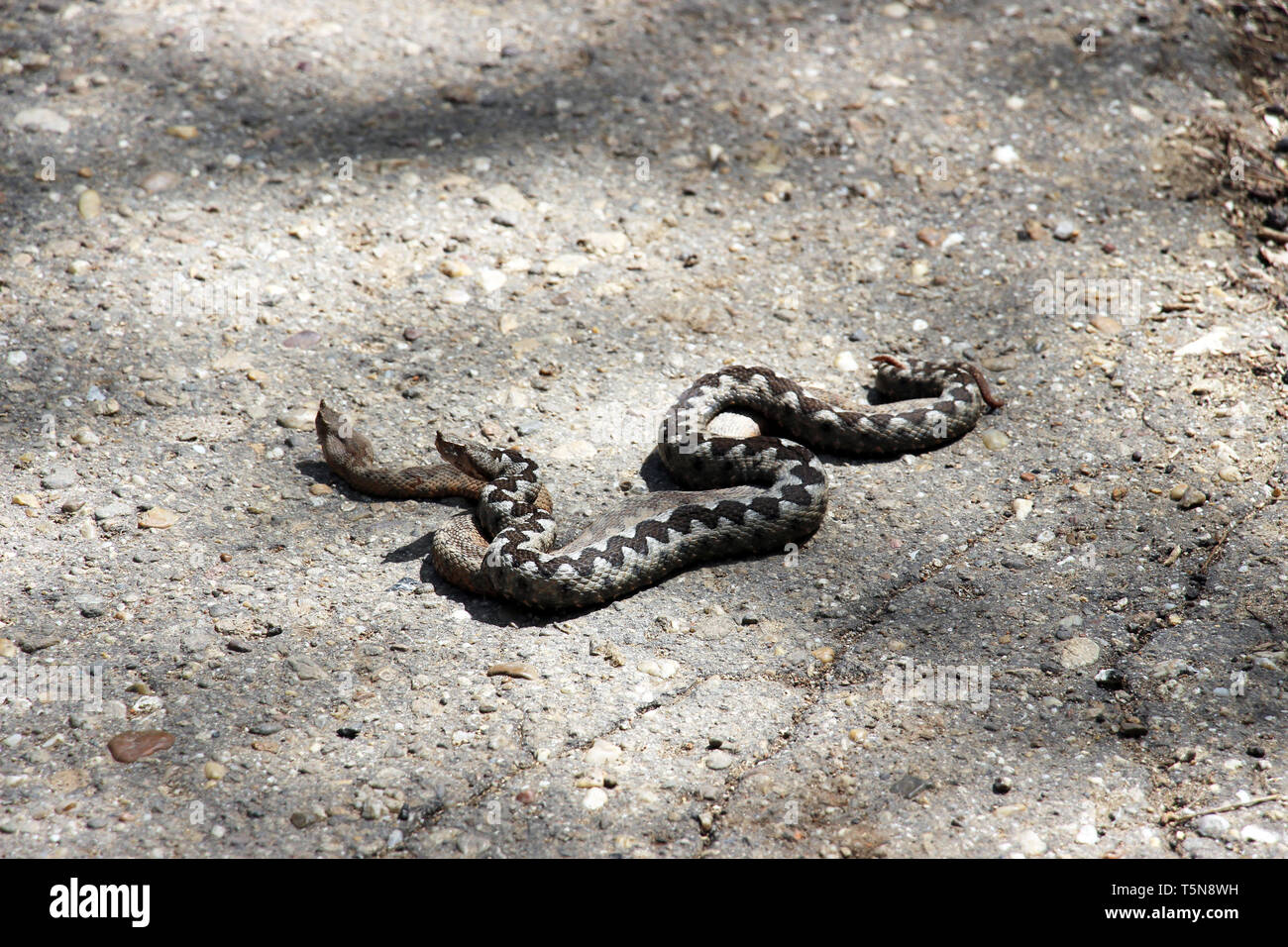 Accouplement serpents Banque de photographies et d’images à haute ...