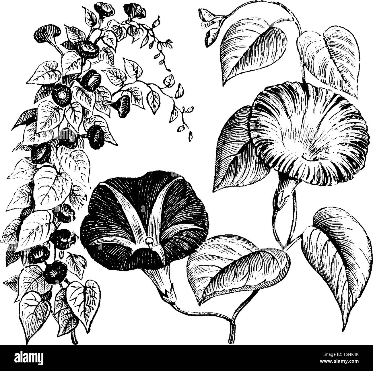 Dessin de fleurs violets Banque d'images détourées - Alamy