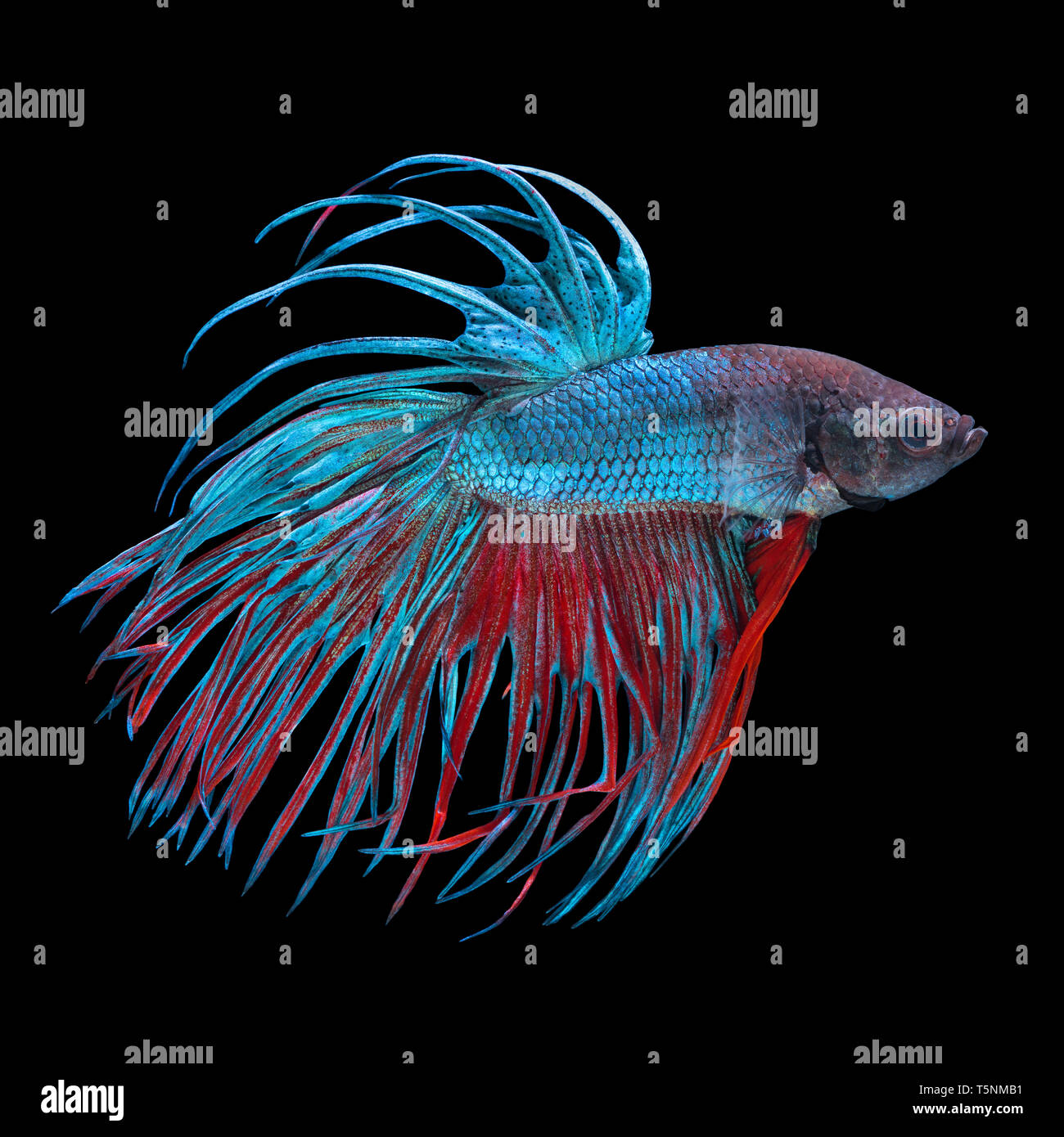 Betta splendens Banque de photographies et d’images à haute résolution ...