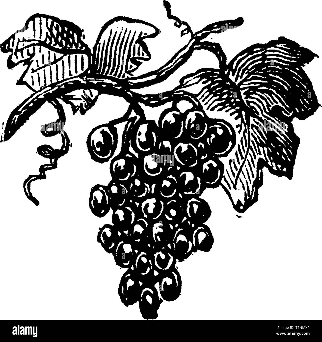 Dessiner des vignes de fruits Banque d'images vectorielles - Alamy