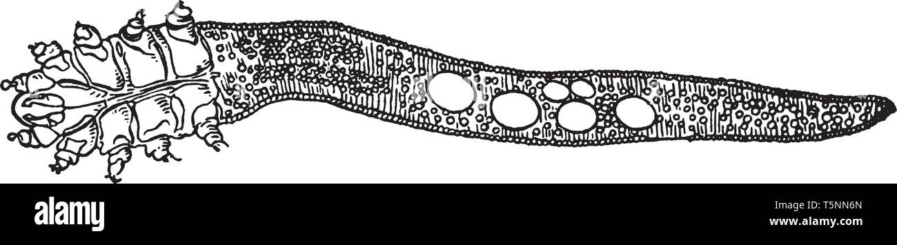 Demodex folliculorum est l'un des commensaux ou parasites acariens face ...