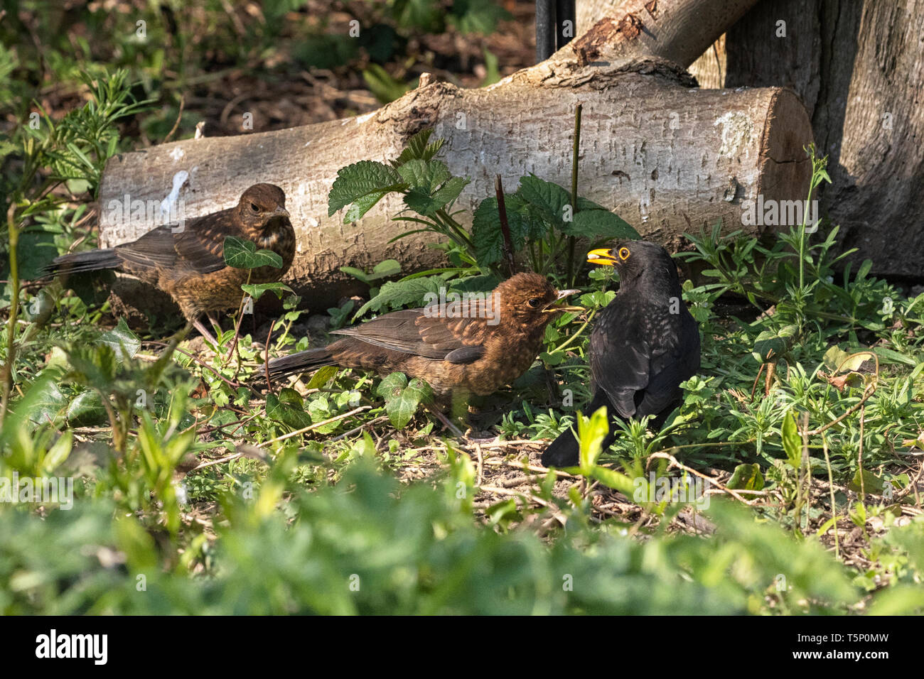 Jeune merle noir nourri Banque de photographies et d’images à haute ...