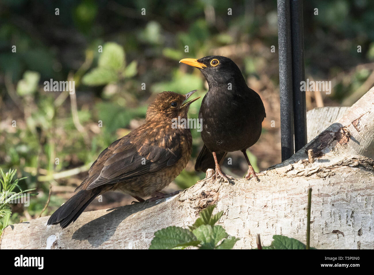 Jeune merle noir nourri Banque de photographies et d’images à haute ...