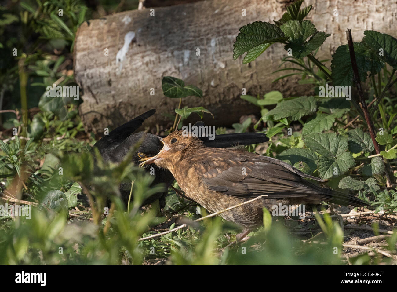 Jeune merle noir nourri Banque de photographies et d’images à haute ...