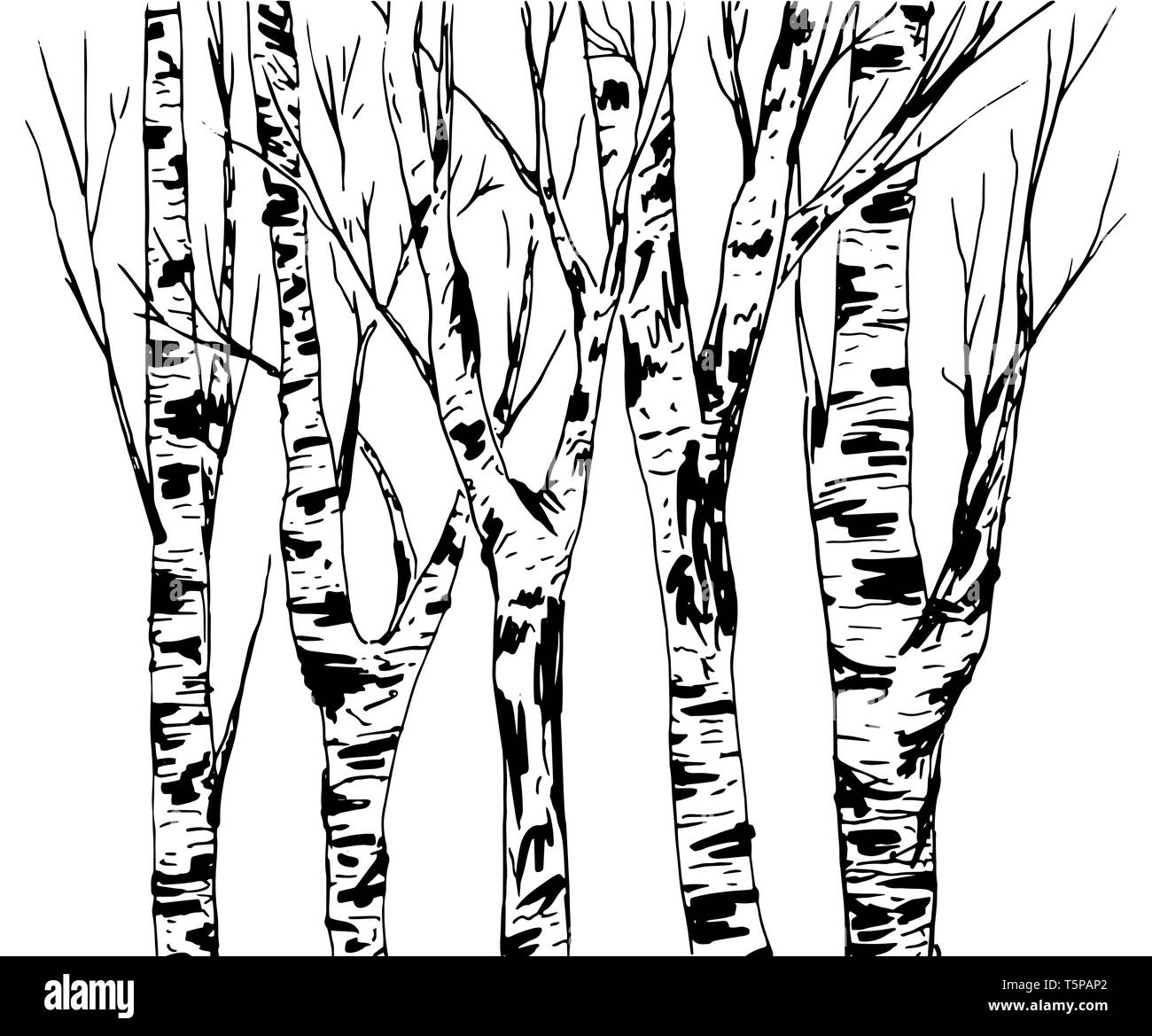 Les bouleaux à l'écorce du tronc, Texture vecteur isolé de la forêt ...