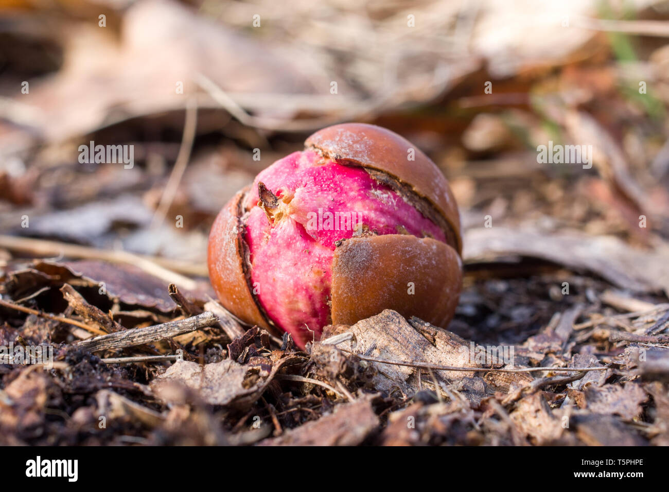 Chêne rouge Banque de photographies et d’images à haute résolution - Alamy