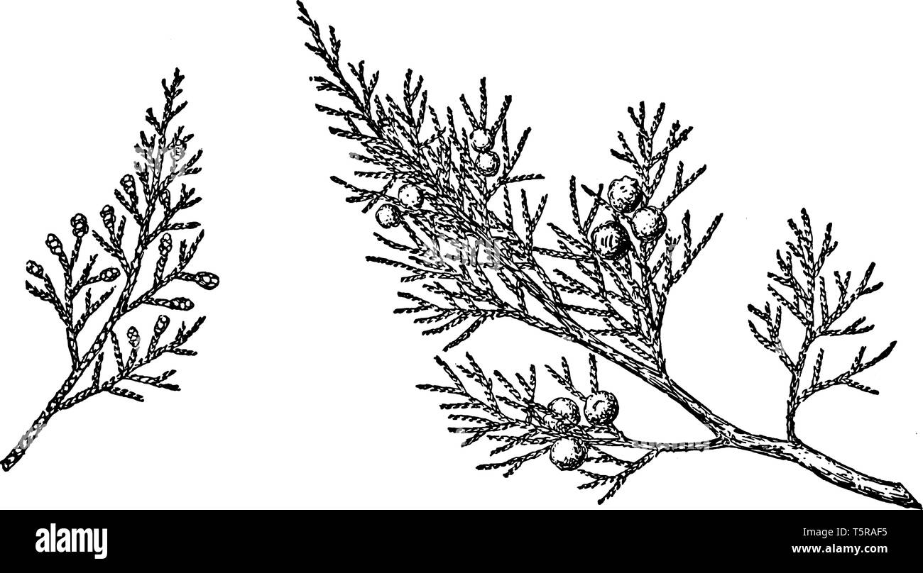 Avec un tronc tordu Banque d'images noir et blanc - Alamy