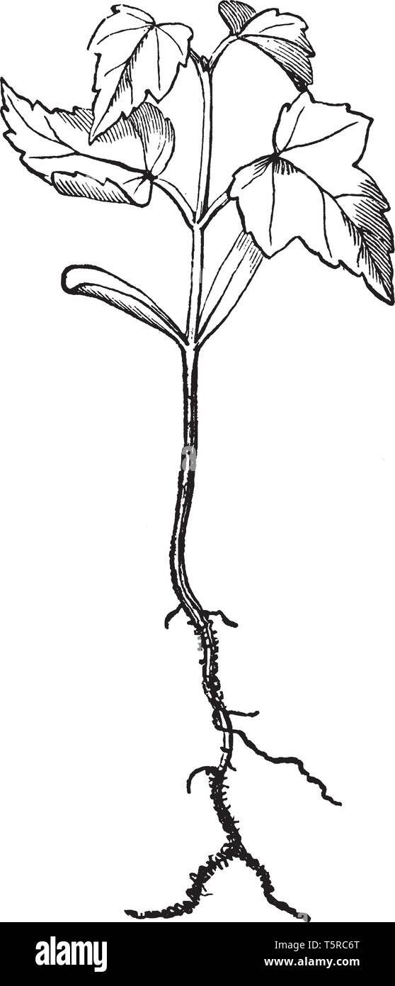 Semis et feuilles Banque d'images vectorielles - Alamy