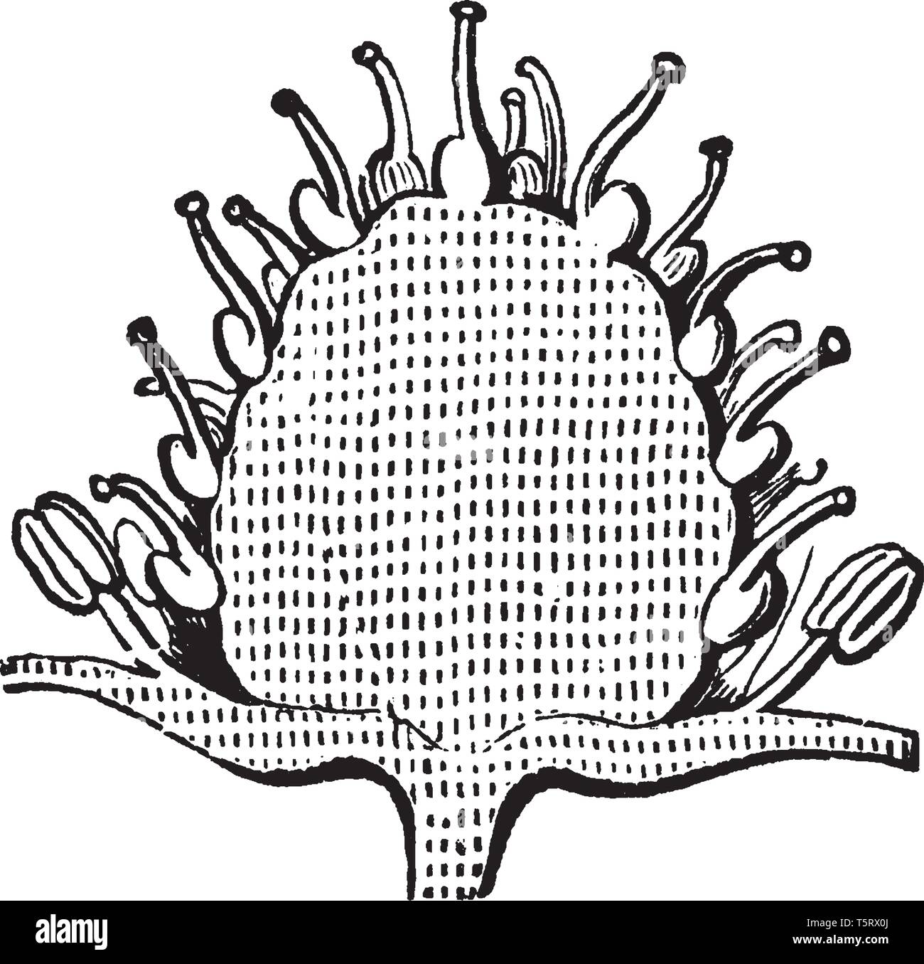 Plantes charnues Banque d'images vectorielles - Alamy