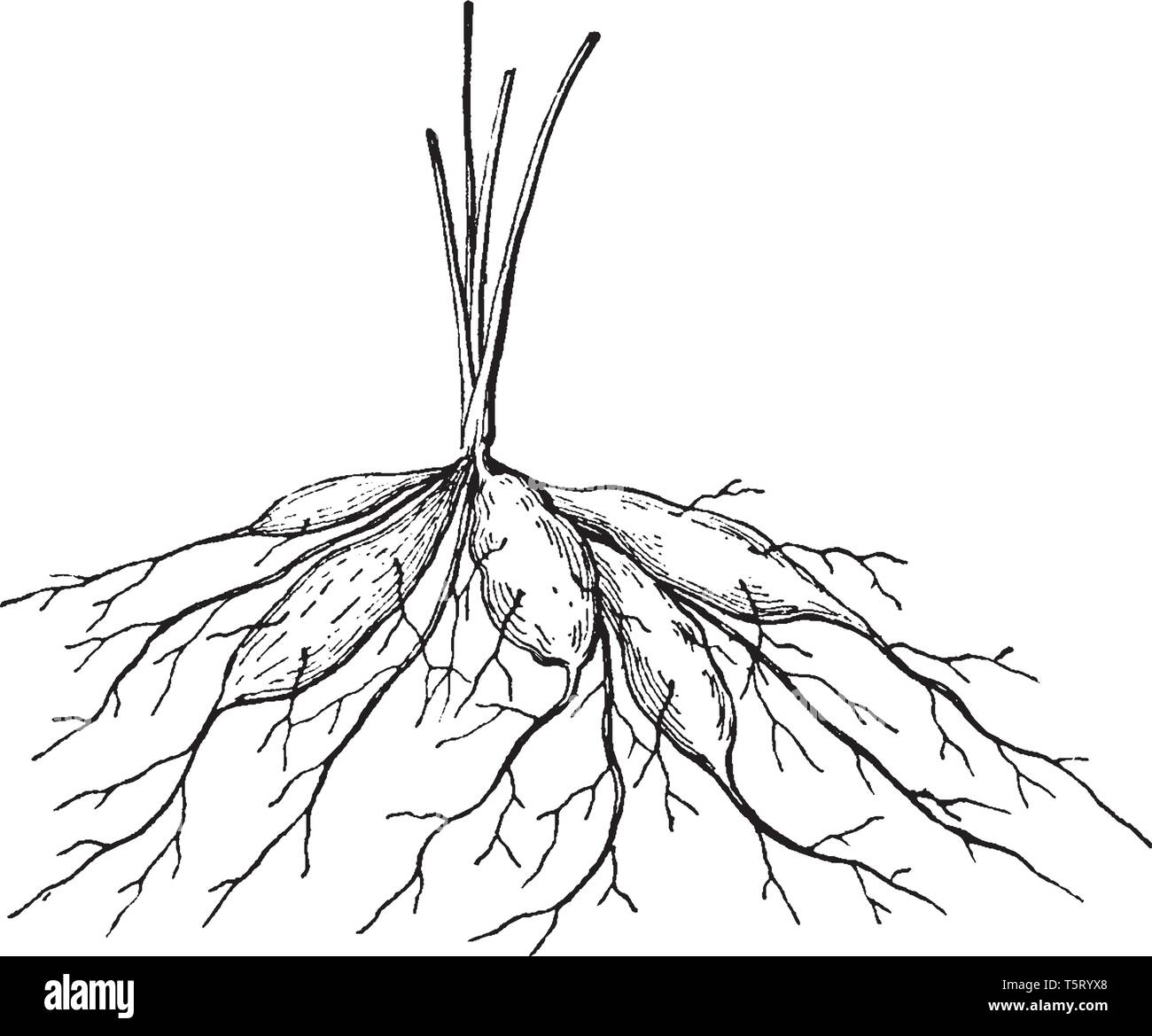 Dans cette photo montre une racine tubéreuse. C'est un long et épais ...