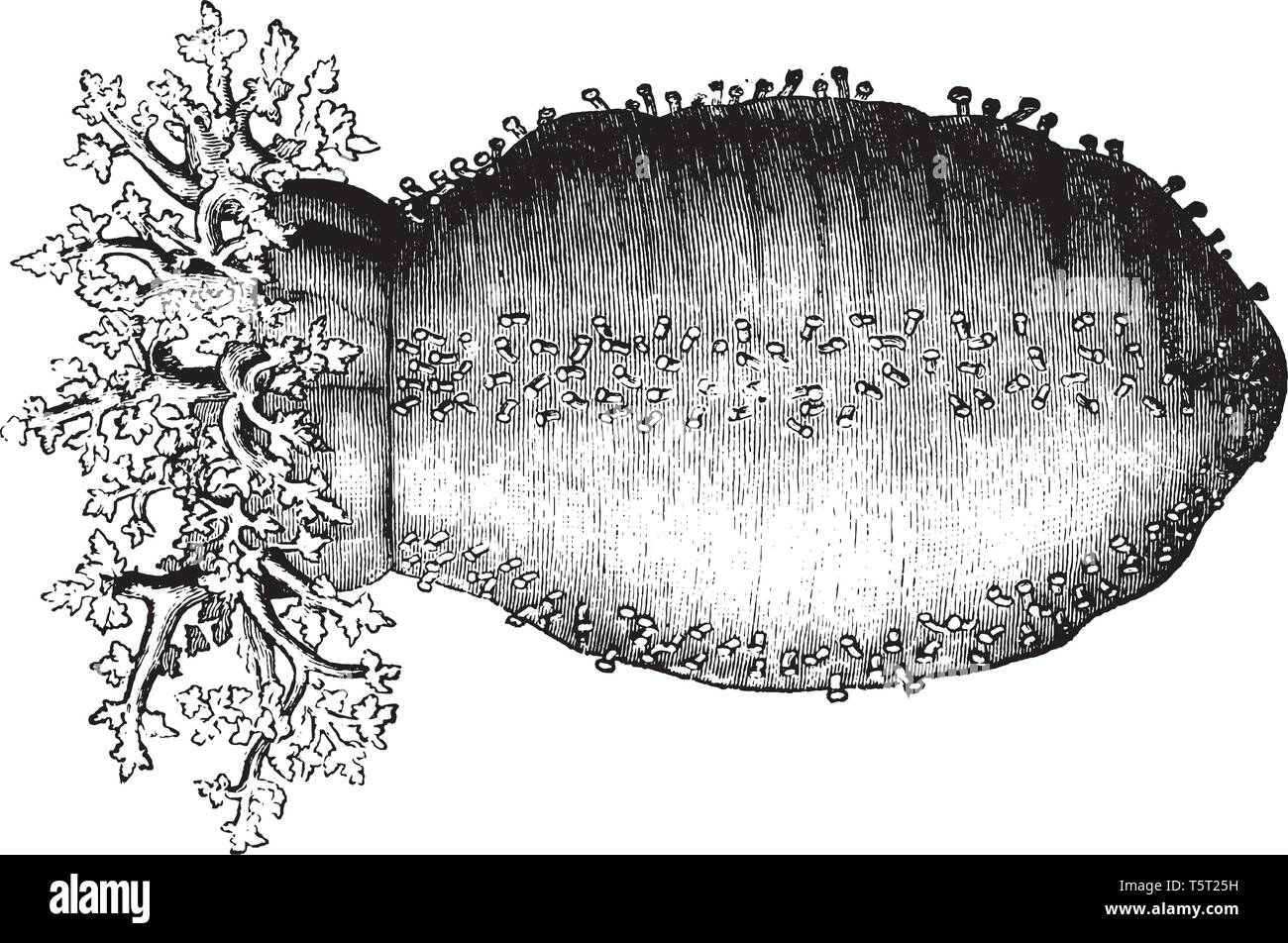 Les concombres de mer sont des échinodermes de l'Holothurides, vintage ...