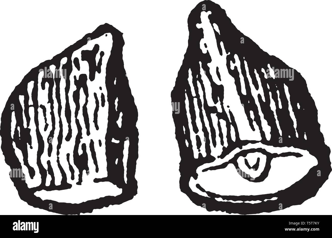 Deux petites nucules de Vipérine commune la vipère plante, vintage ...