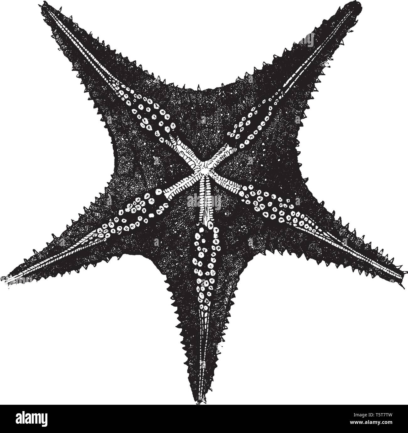 Multitude vector vectors Banque de photographies et d’images à haute ...