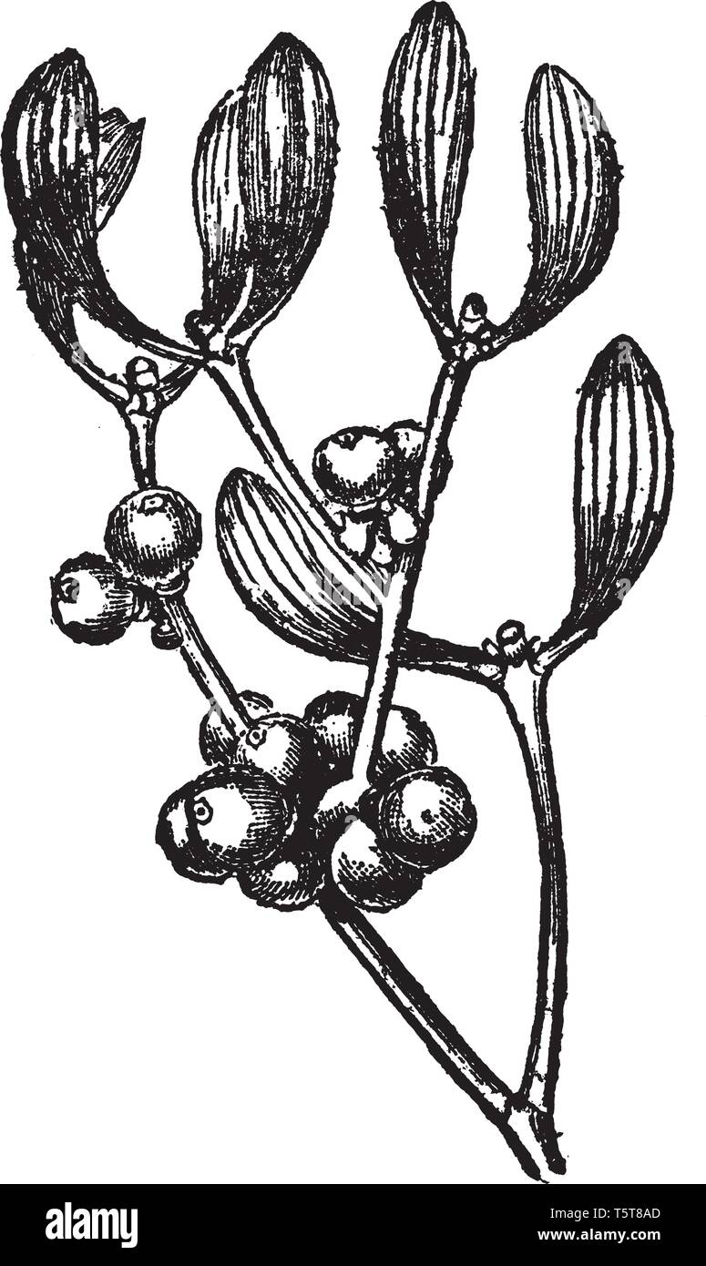 Le Gui est une plante parasite qui pousse dans les arbres, avec de ...