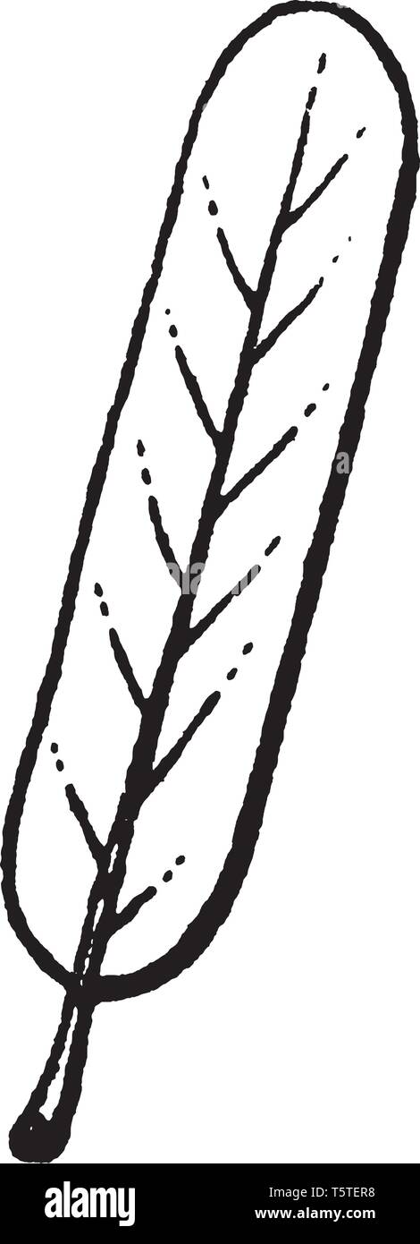 Feuilles oblongues ont forme allongée avec un peu de côtés parallèles ...